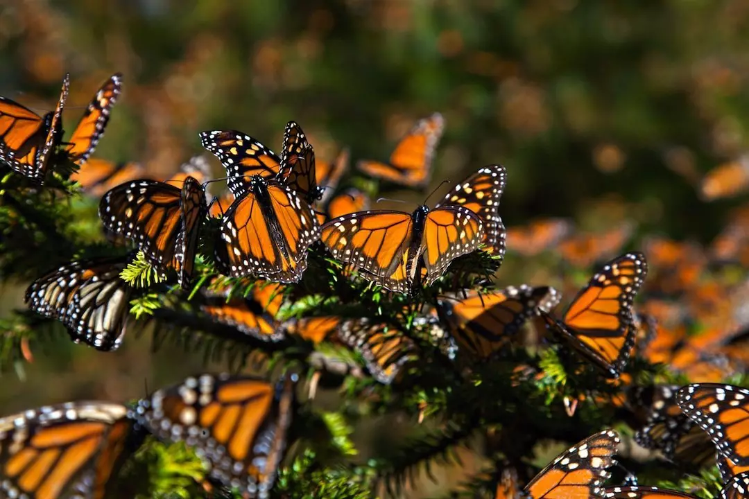 Metulj monarh je v nevarnosti izumrtja, opozarja IUCN