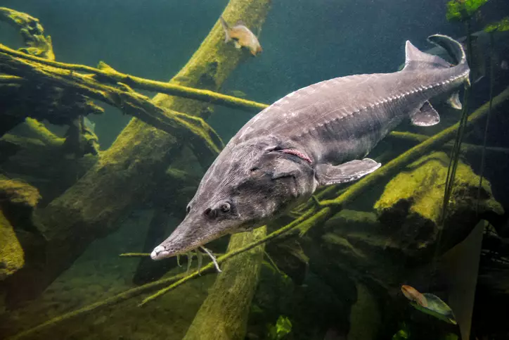 i-beluga sturgeon