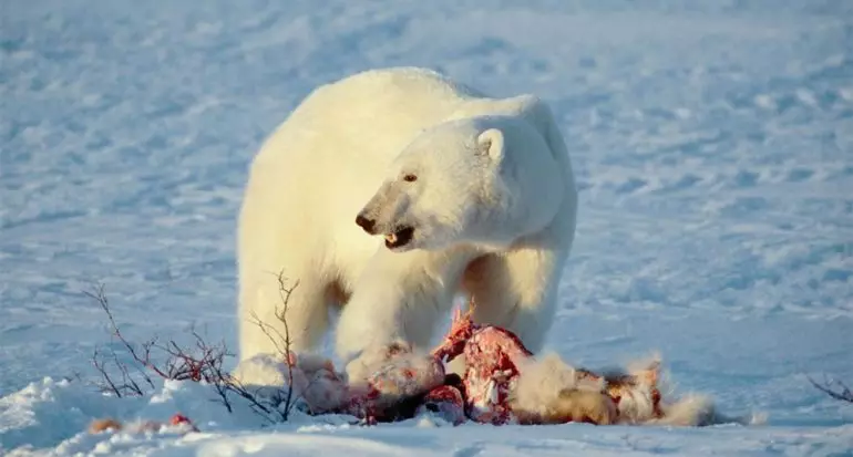 Dinner mei freonen: wêrom guon bisten kannibalen wurde