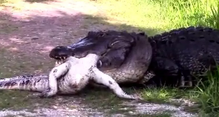 Video: Ang malaking American alligator ay kumakain ng maliit