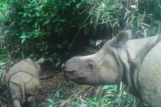 javanese rhino