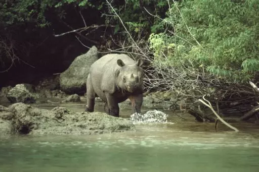 javanese rhino