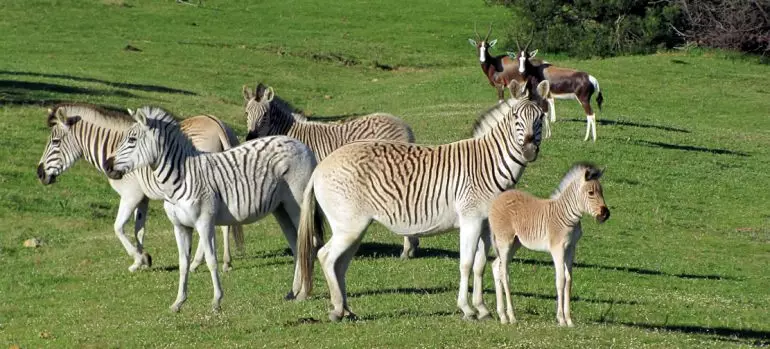 quagga