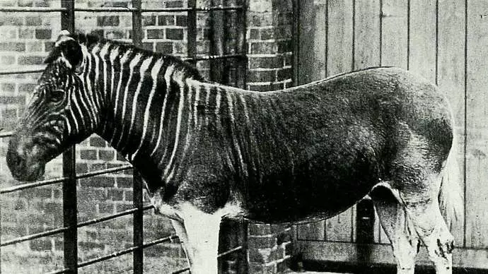 quagga