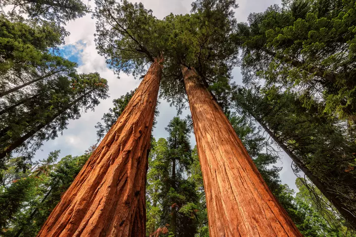 árvores floresta sequóias