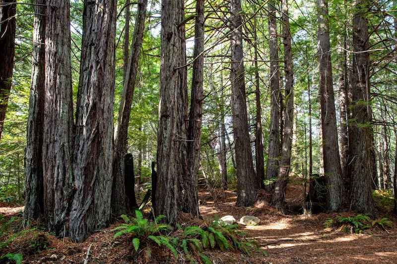 forêt de séquoias