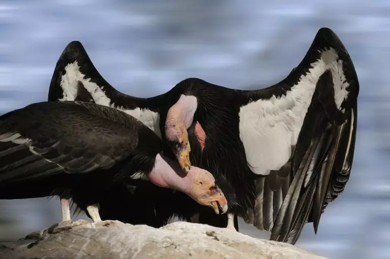 california condor