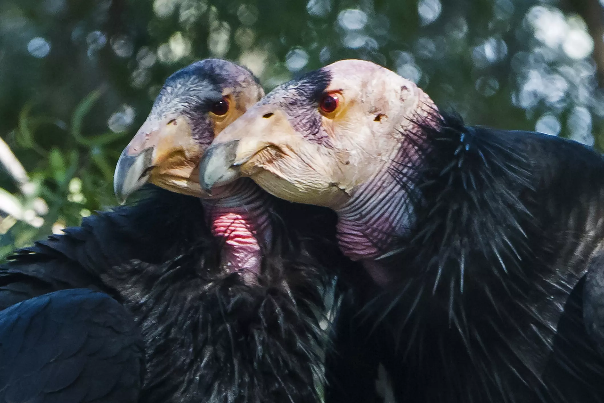 california condor