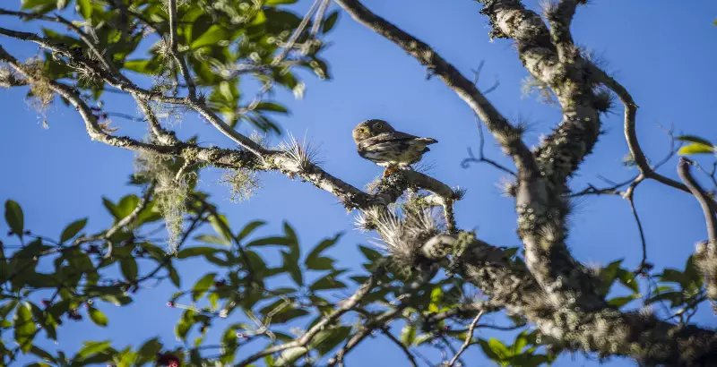 Tamaulipes