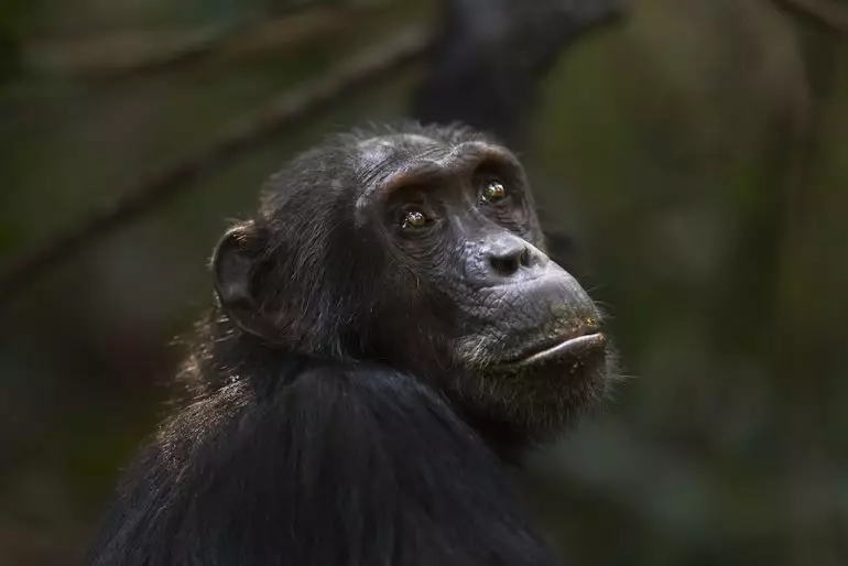 ceelasha chimpanzees