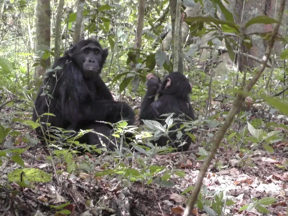 ceelasha chimpanzees