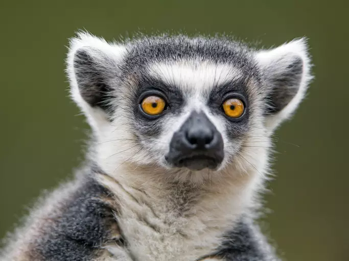 i-lemur enkulu