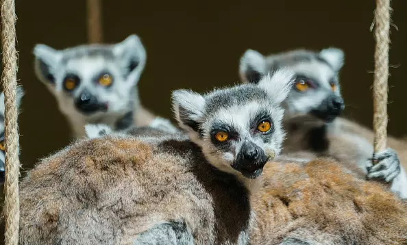 obrovský lemur