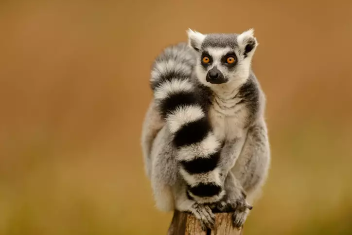 Toto bol obrovský lemur, ktorý obýval Madagaskar pred 2 000 rokmi 4543_3