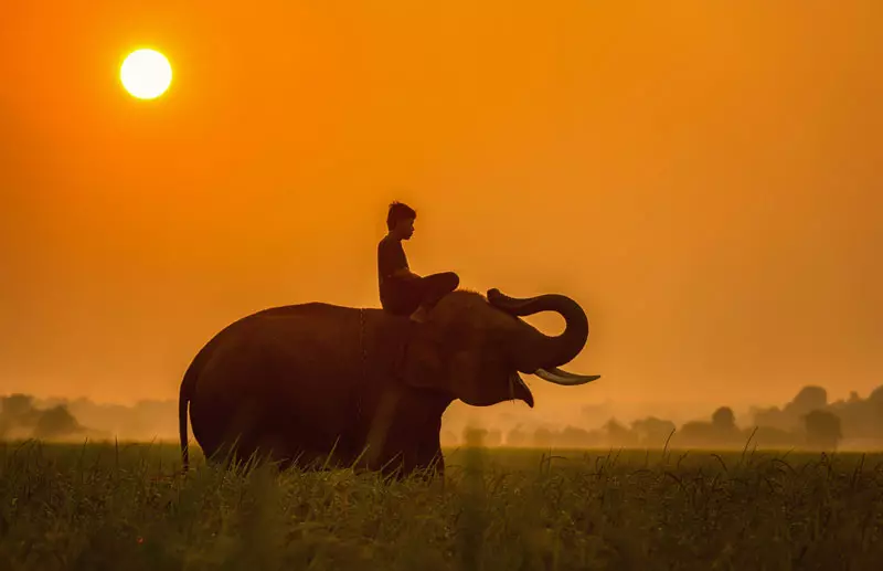 Elephants Thailand