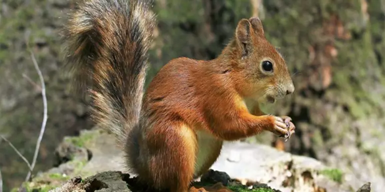 raudonosios voverės priima raudonus jauniklius