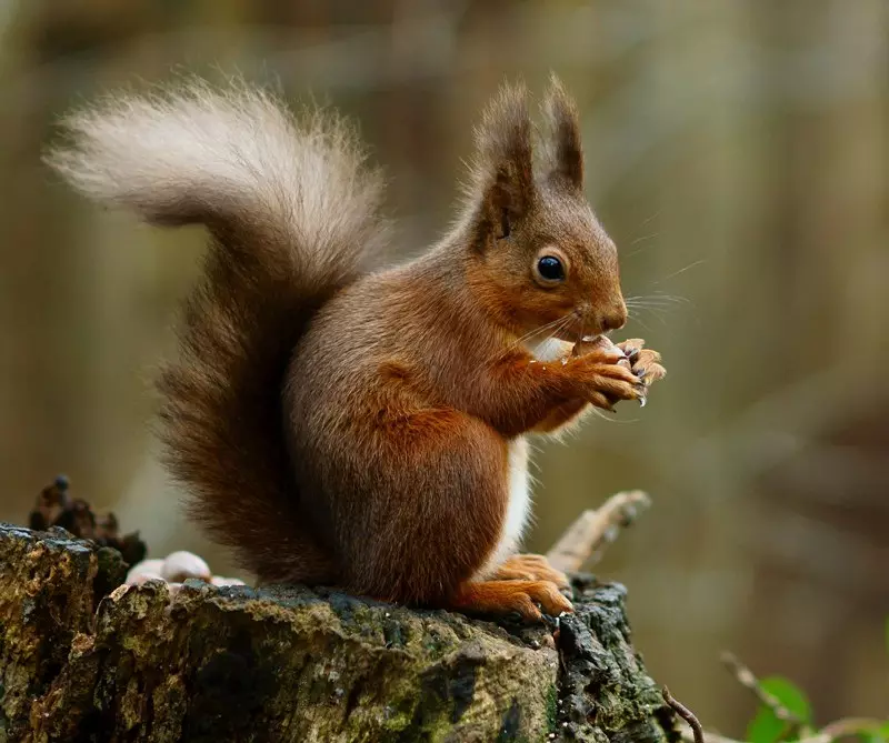 Kedu ka squirrels na-acha uhie uhie si dị