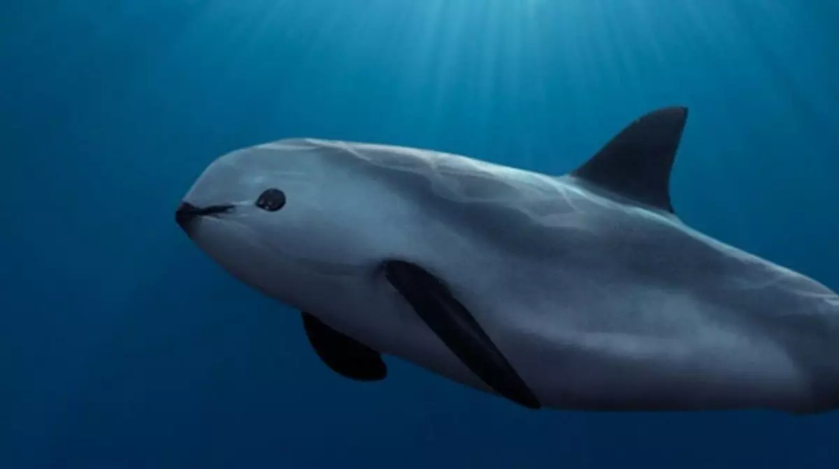 Vaquita marina, lauk lumba-lumba Méksiko anu salamet di Laut Cortez