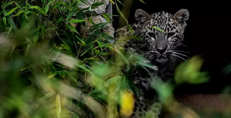 persian leopards