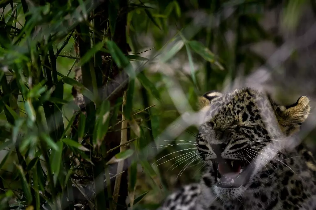 persian leopards