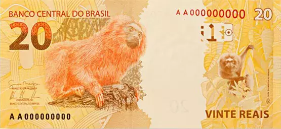 Uma espécie de macaco não vista em um século aparece no Brasil 4634_3