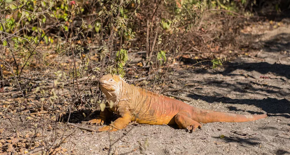 Lá 3 sna hOileáin Galapagos 4638_11