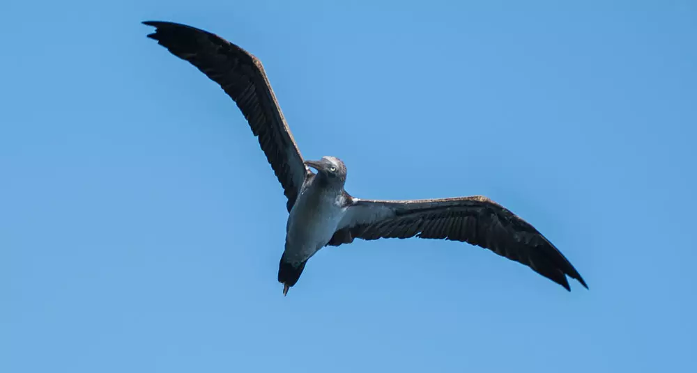 Lá 3 sna hOileáin Galapagos 4638_13