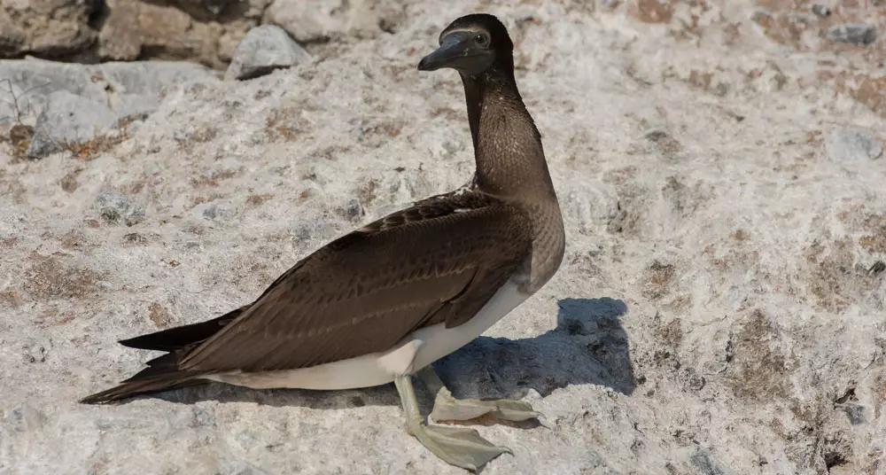 Lá 3 sna hOileáin Galapagos 4638_15