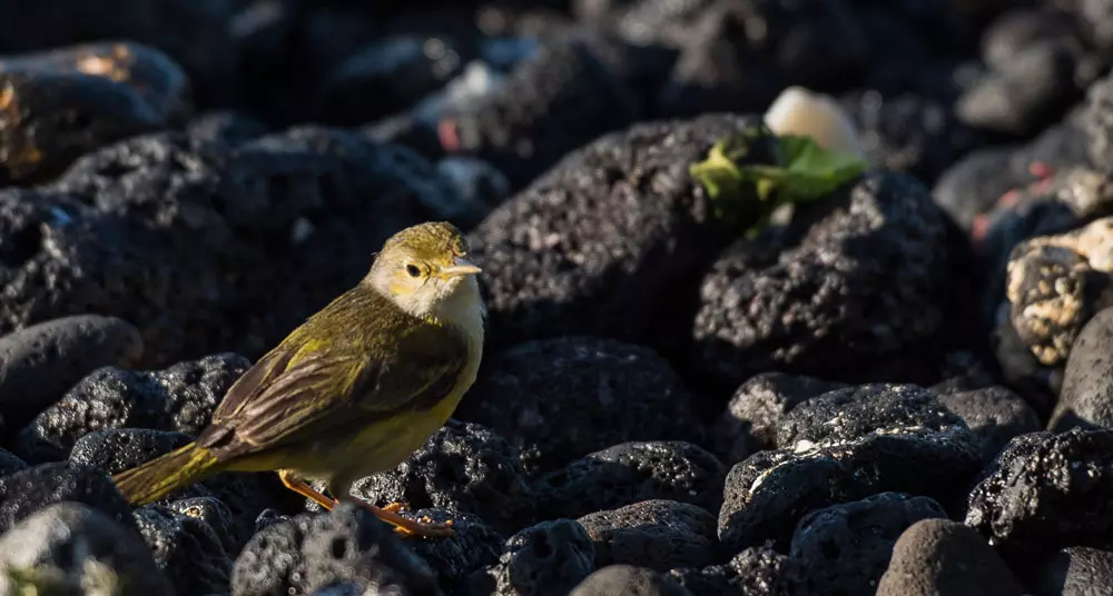 Lá 3 sna hOileáin Galapagos 4638_3