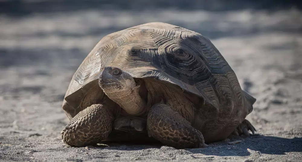 Lá 3 sna hOileáin Galapagos 4638_7