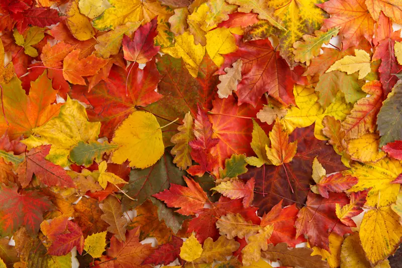 Perché le foglie degli alberi cambiano colore in autunno?