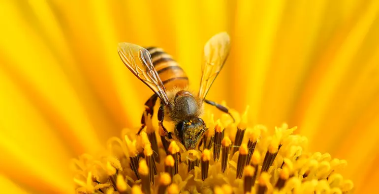 abellas pesticidas