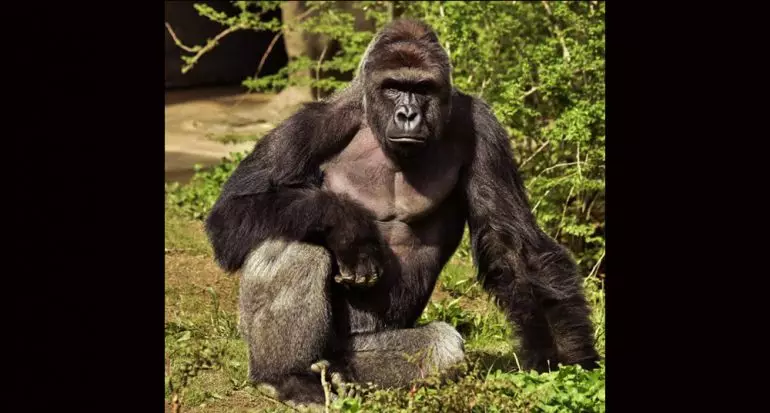 Tumindak Harambe bisa uga dadi dolanan normal