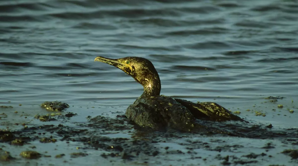 duck yn fersmoarge wetter