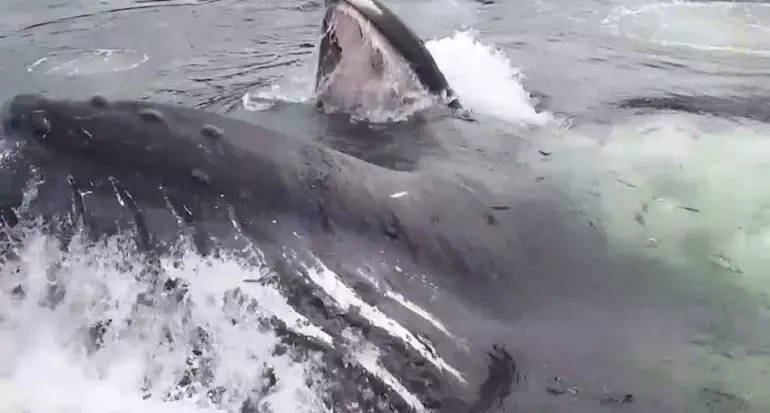 La baleine à bosse qui est venue manger près de la côte