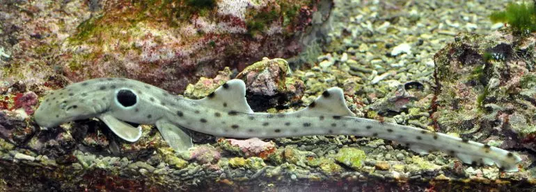 epaulet Shark