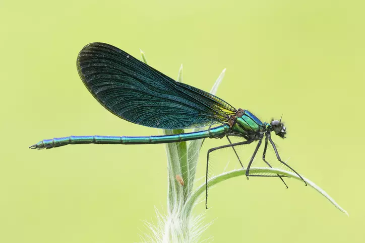 ড্রাগনফ্লাইস