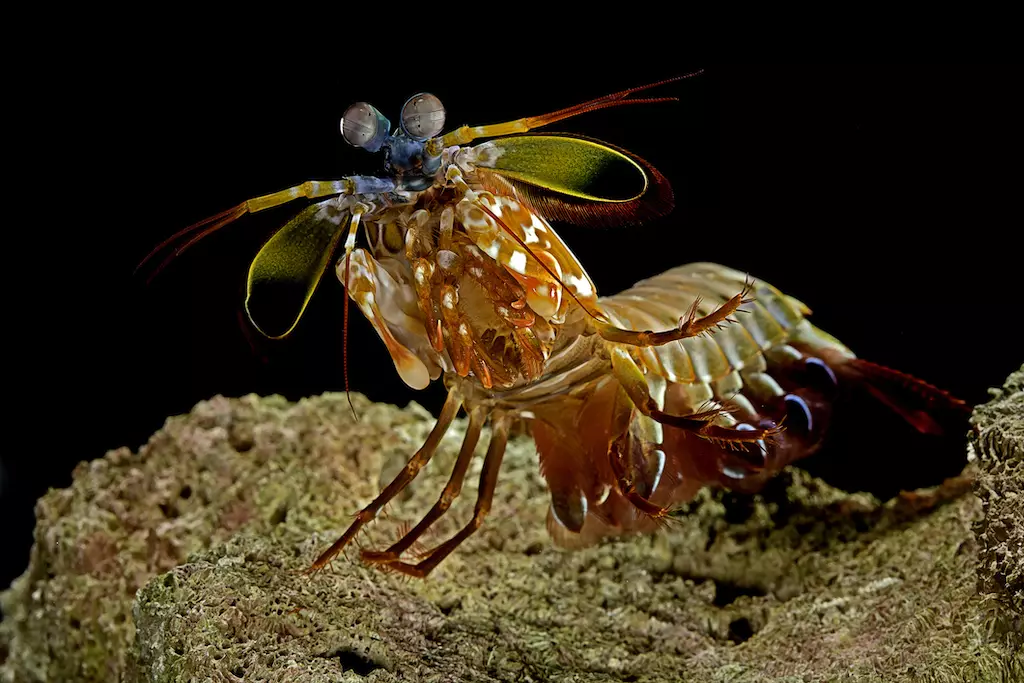 Hvað er harlequin mantis rækja og hvar lifir tegundin?