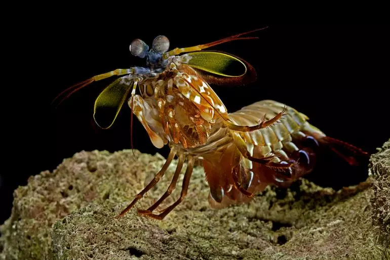 arlequin mantis garneles