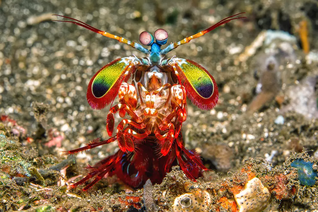 arlequin mantis garneles