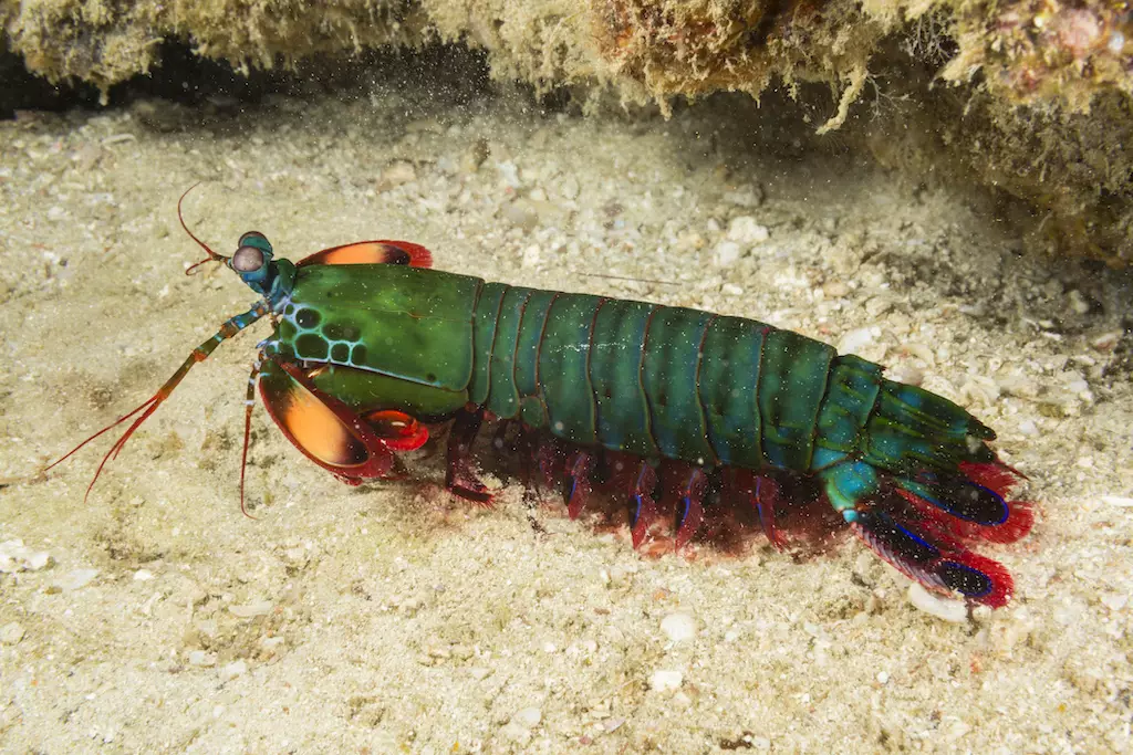 I-harlequin mantis shrimp