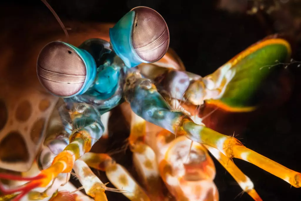 berdys mantis harlequin