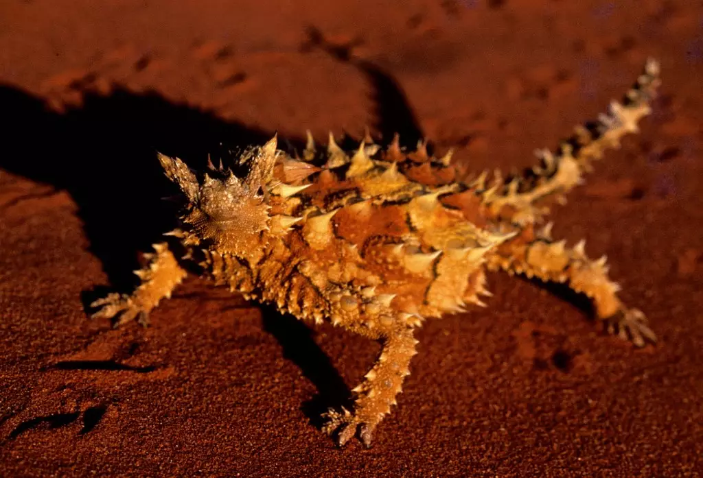 Diavolo spinoso, la lucertola a due teste del deserto australiano