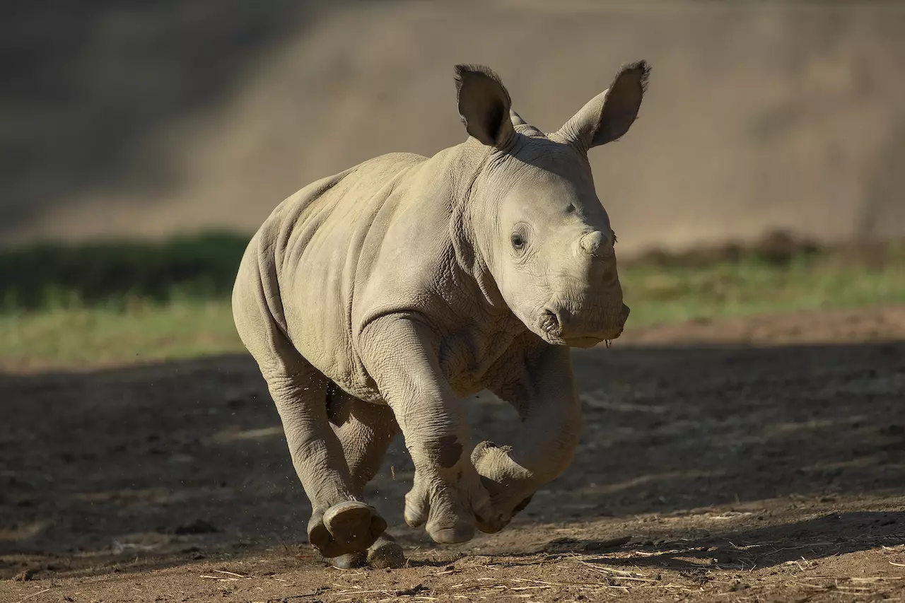 SD Zooparkının ilk ağ kərgədanı olan "Neville" doğuldu