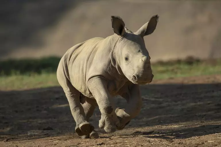 rhino