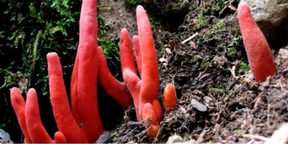 Poisonous fire coral fungus capable of shrinking the brain and killing