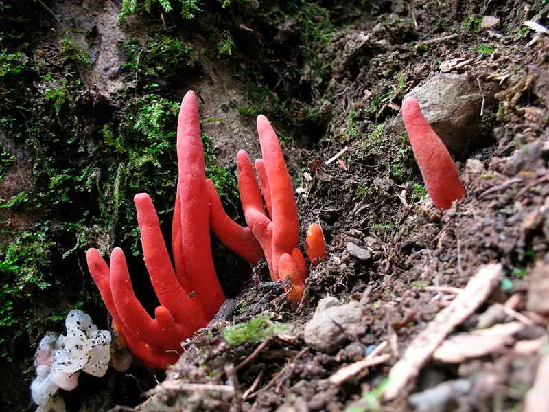 makamatay nga fungus