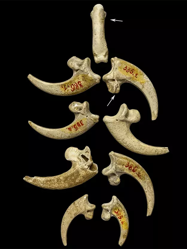 Kaprina's Neanderthal Jewelry 4823_2