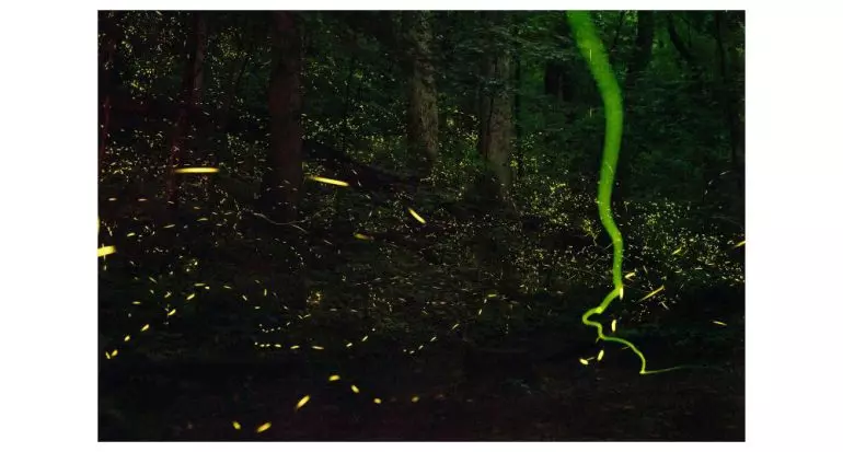 Yuav ua li cas fireflies ci? (thiab dab tsi