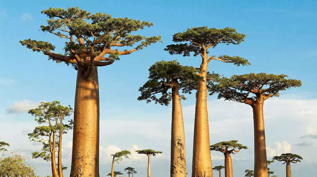 Baobabs, taňrylara garşy çykan Afrika agaçlary